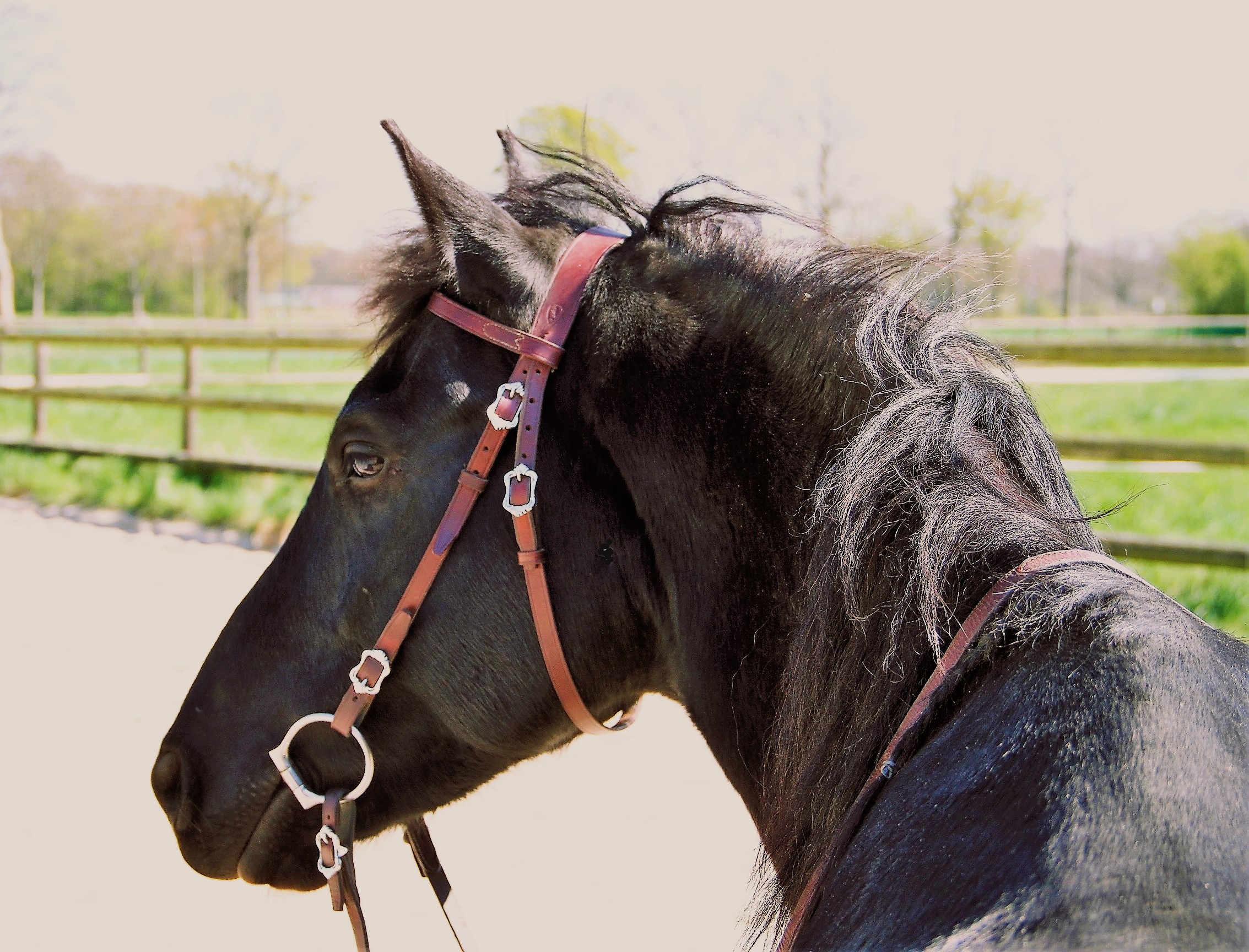 „Alle reiten mit Kandare und ich will das auch!“ - Pfridolin Pferd